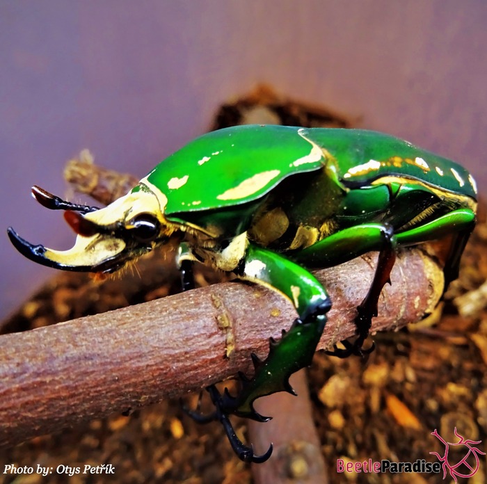 Mecynorrhina torquata immaculicollis