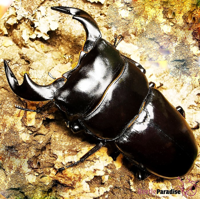 Dorcus antaeus antaeus :: Beetleparadise