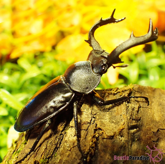 Rhaetulus crenatus crenatus :: Beetleparadise
