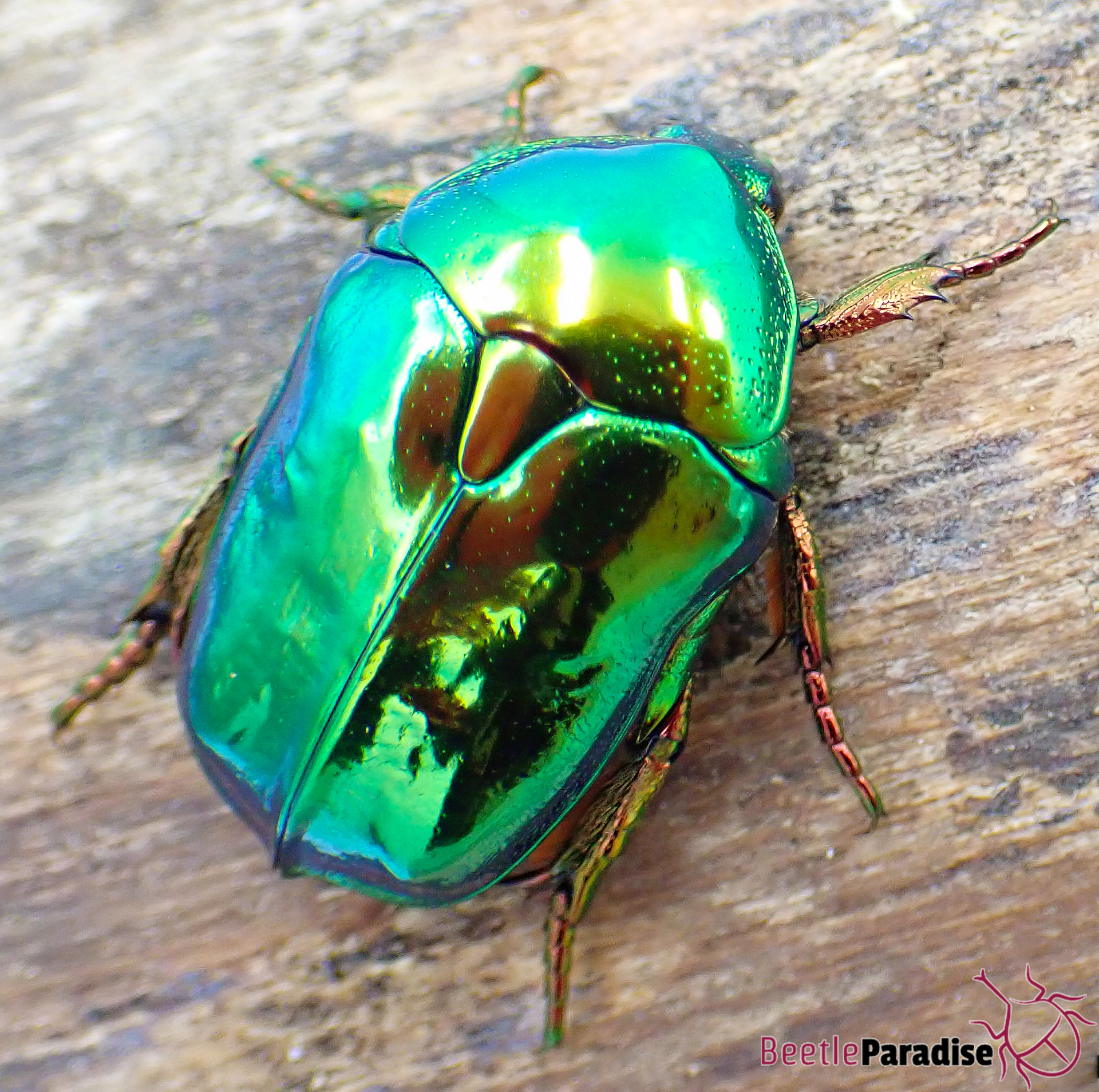 Protaetia Himalayana Beetleparadise Protaetia Himalayana Beetleparadise