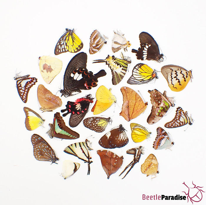 Butterfly Mix (Malaysia)