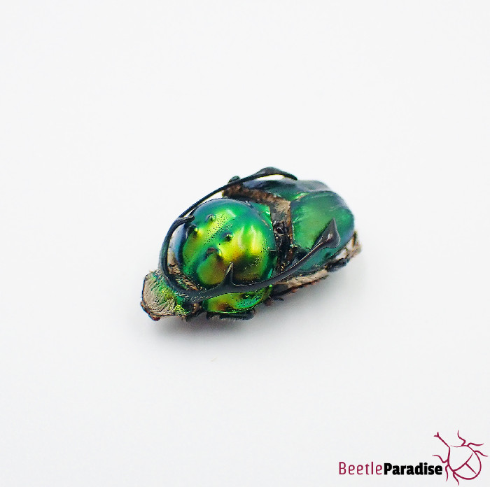 Proagoderus rangifer