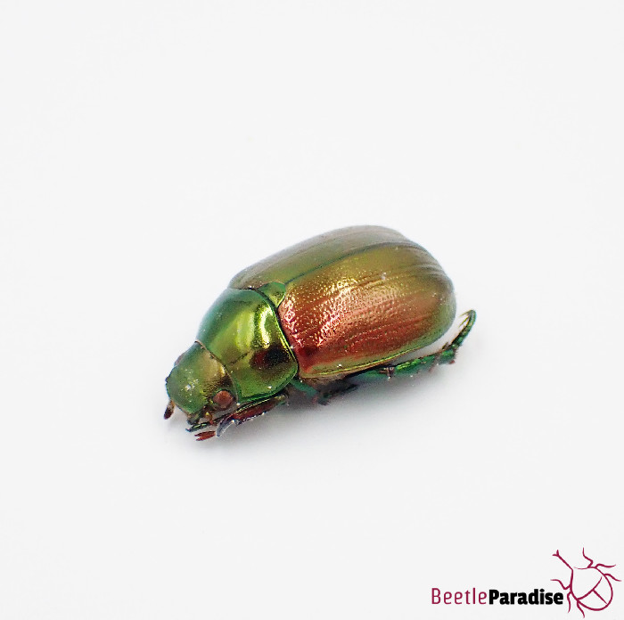Anomala sp.