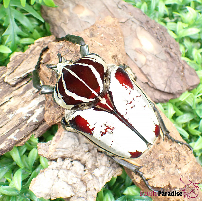 Goliathus goliatus guide :: Beetleparadise