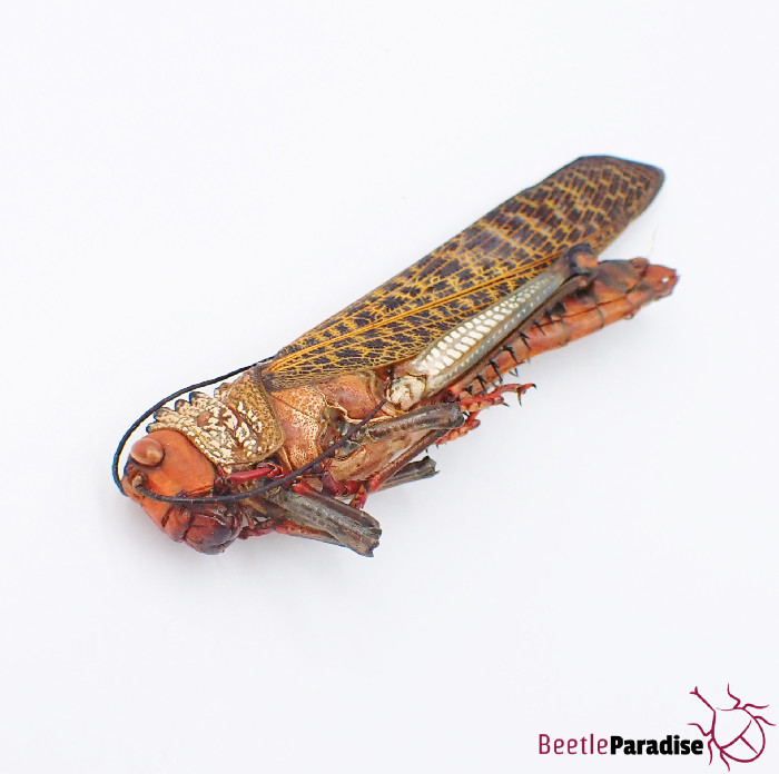 Tropidacris dux